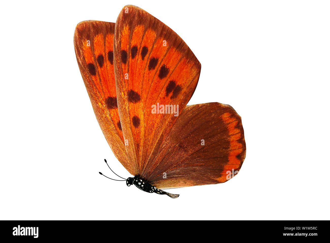 flying orange butterfly. natural insect. isolated on white background ...