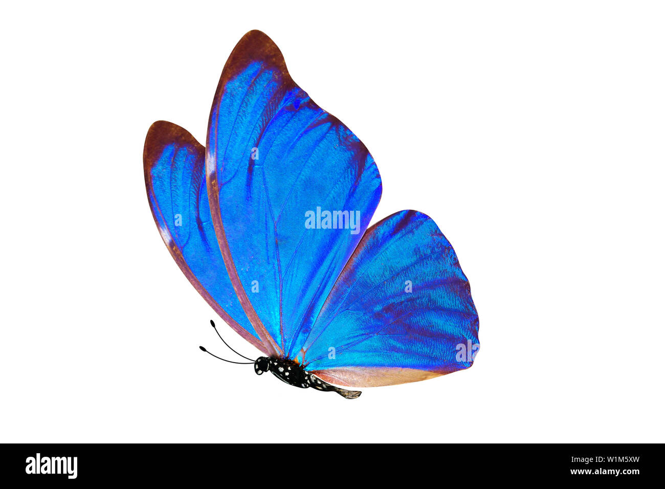 Flying Blue Butterfly
