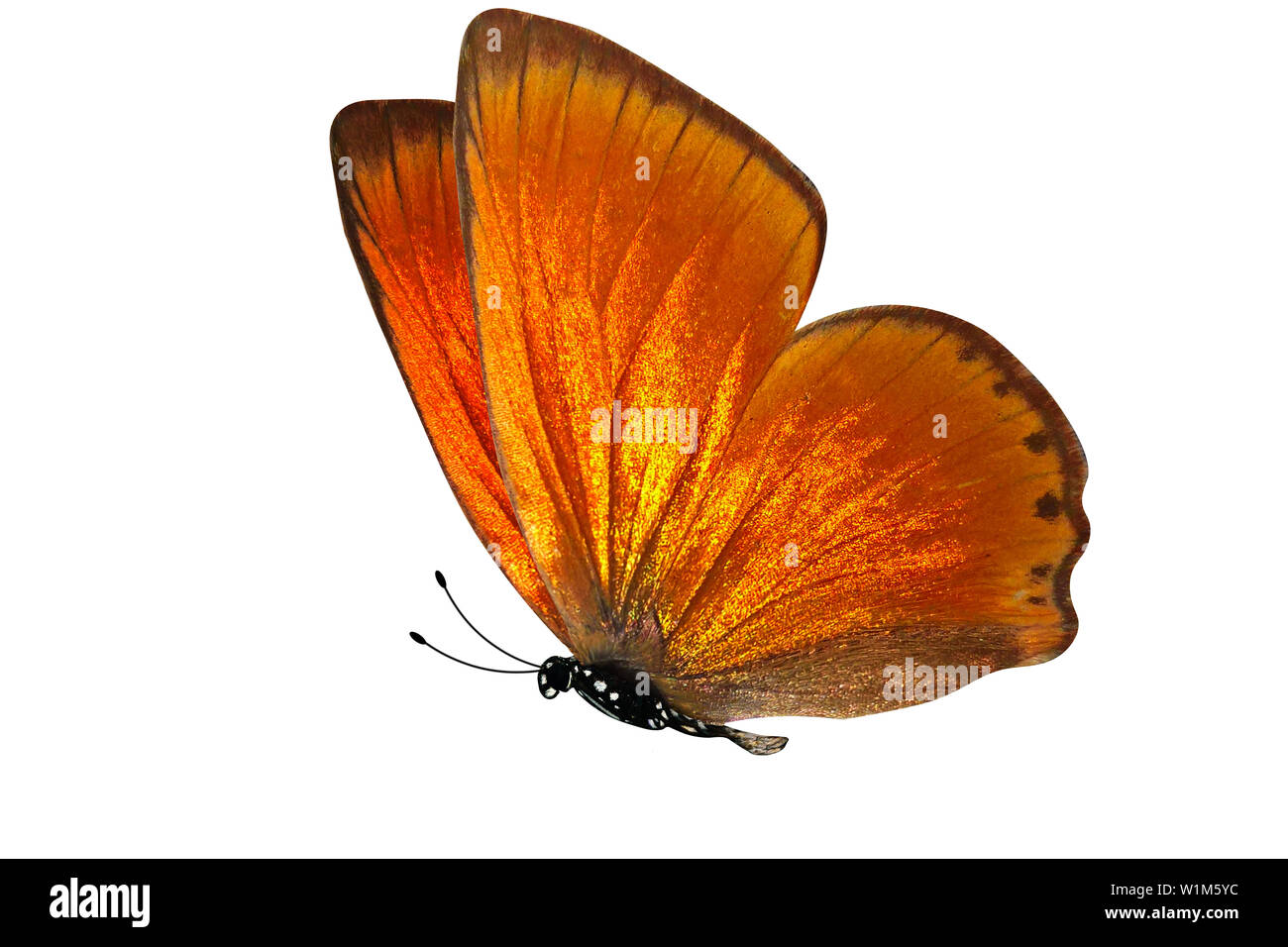 flying orange butterfly. natural insect. isolated on white background ...