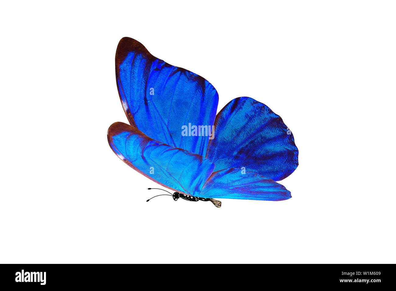 flying blue butterfly. natural insect. isolated on white background ...