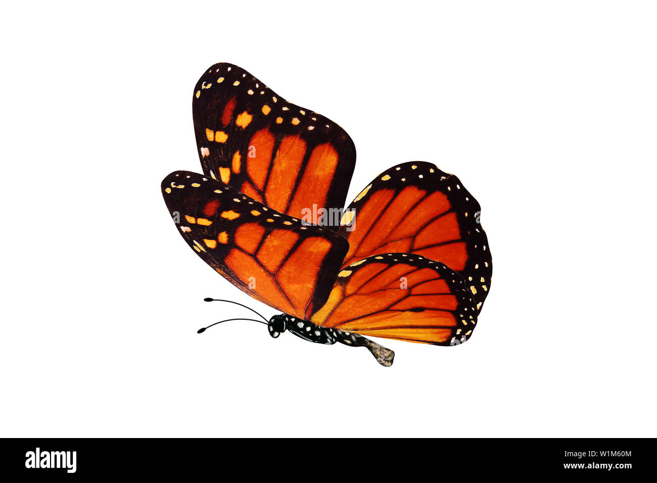 Orange Butterfly Cartoon