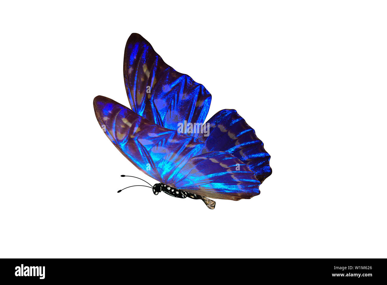 flying blue butterfly. natural insect. isolated on white background ...