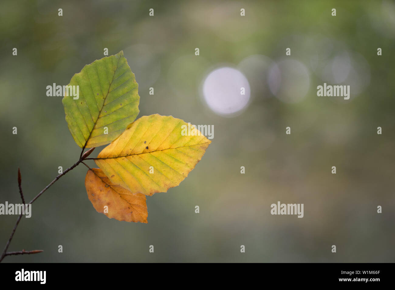 fall leaf nature bright growth Stock Photo - Alamy