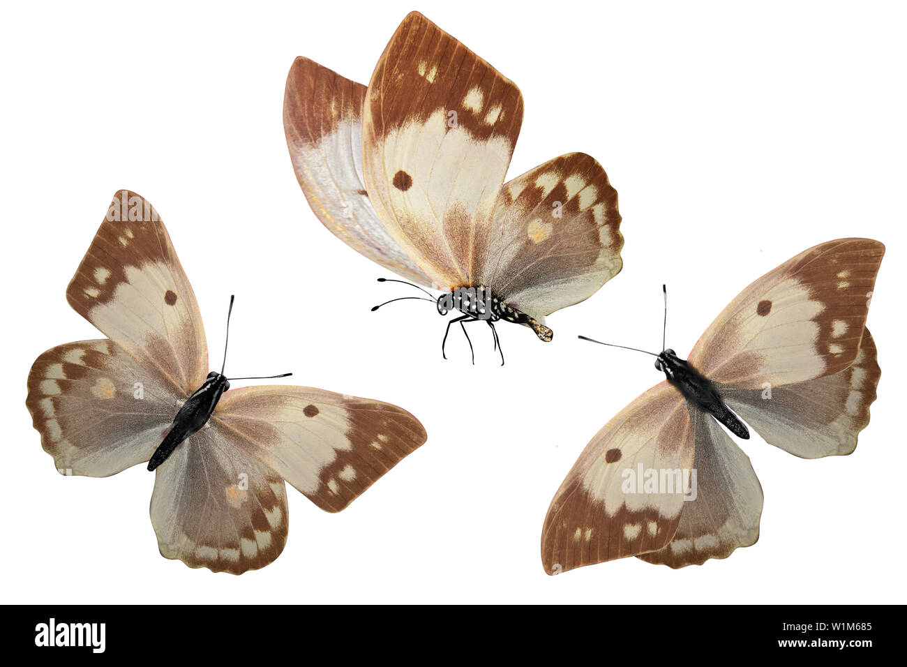 set of colored butterflies isolated on white background Stock Photo - Alamy