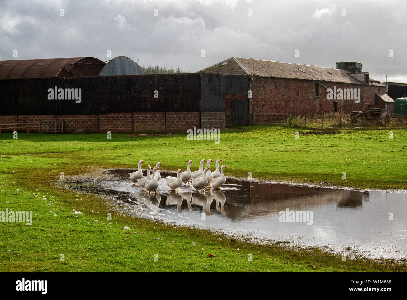Newbigging farm hi-res stock photography and images - Alamy