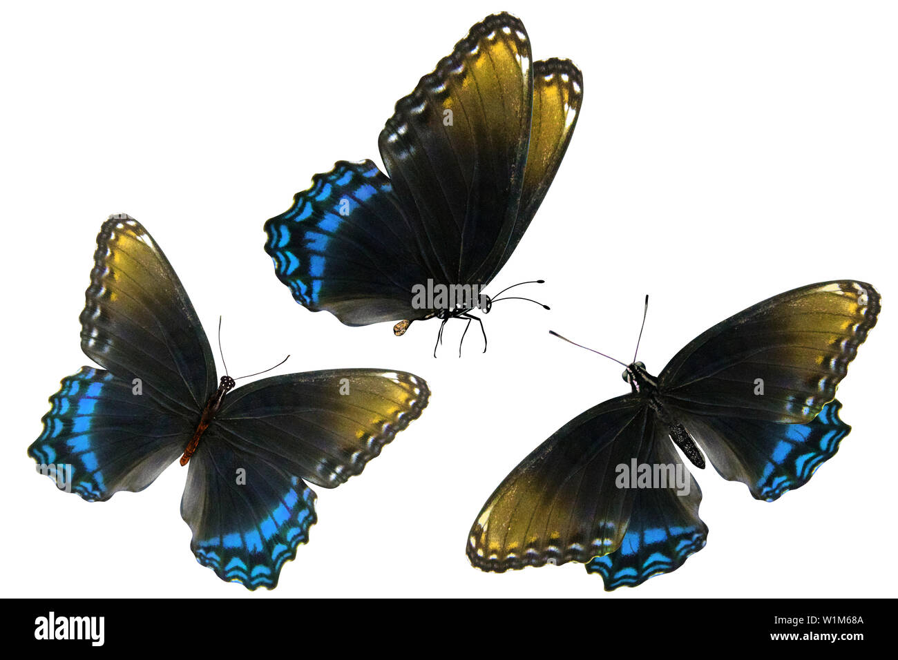 set of colored butterflies isolated on white background Stock Photo - Alamy