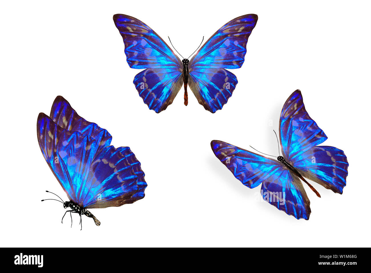 Set of blue shiny butterflies. isolated on white background Stock Photo ...