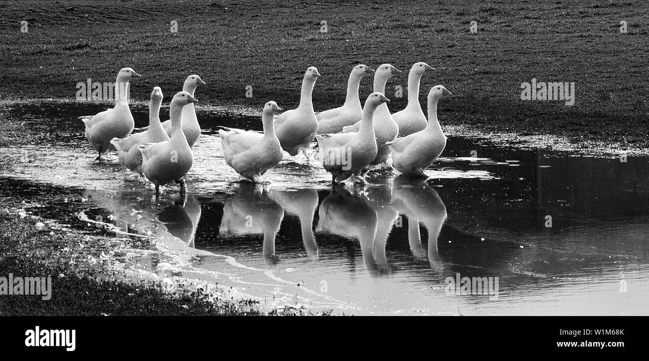 Pentland hills scotland hi-res stock photography and images - Alamy