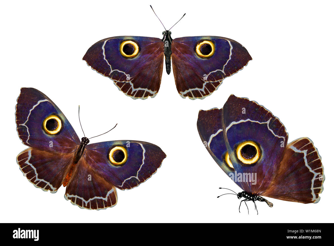 set of owl-eyed butterflies. isolated on white background Stock Photo ...