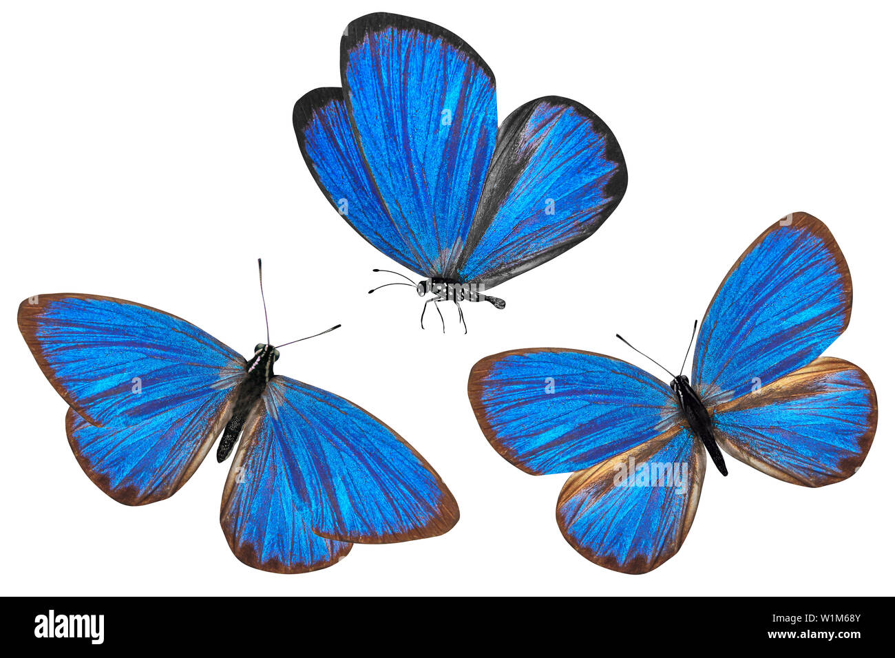 set of blue butterflies isolated on white background Stock Photo - Alamy