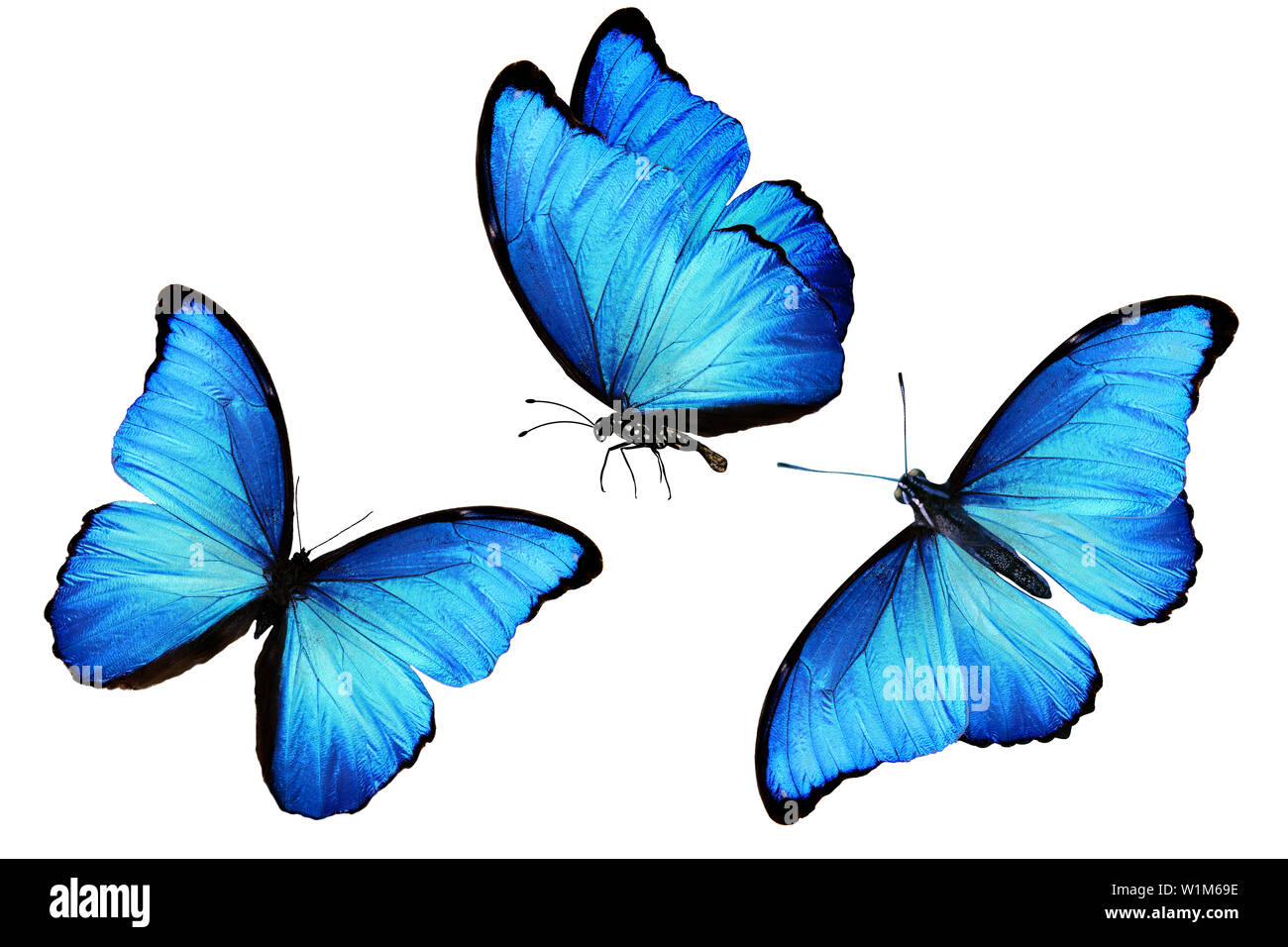 blue butterfly. isolated on white background Stock Photo - Alamy