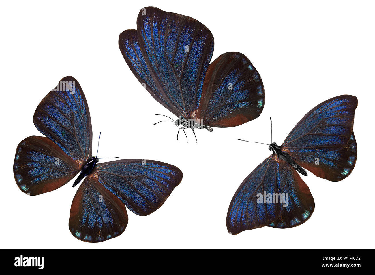 a flock of blue butterflies with shiny wings. isolated on white ...