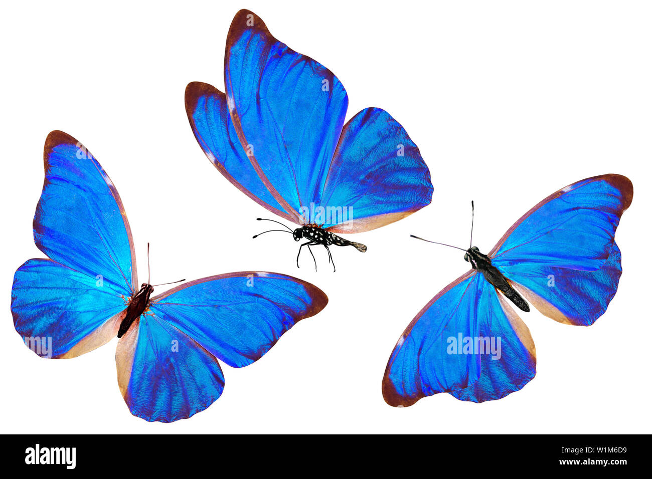 blue butterfly in three versions. isolated on white background Stock ...
