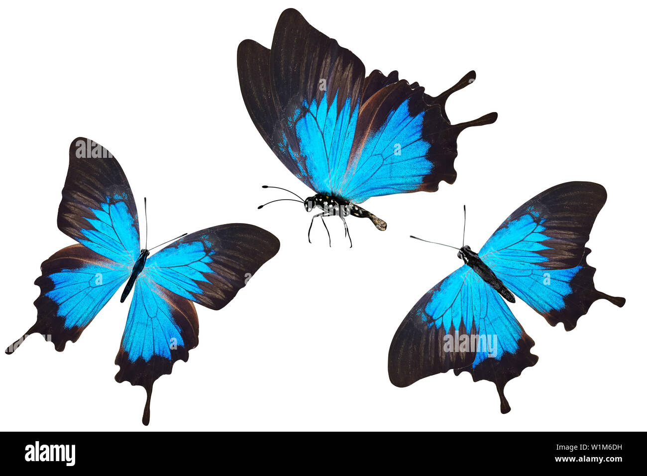 Tropical butterfly hi-res stock photography and images - Alamy