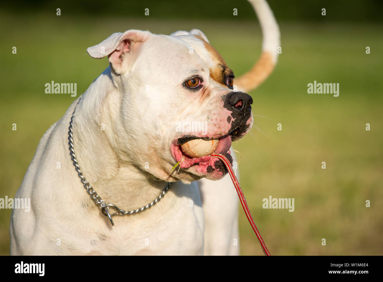 American Bulldog with a ball Stock Photo - Alamy