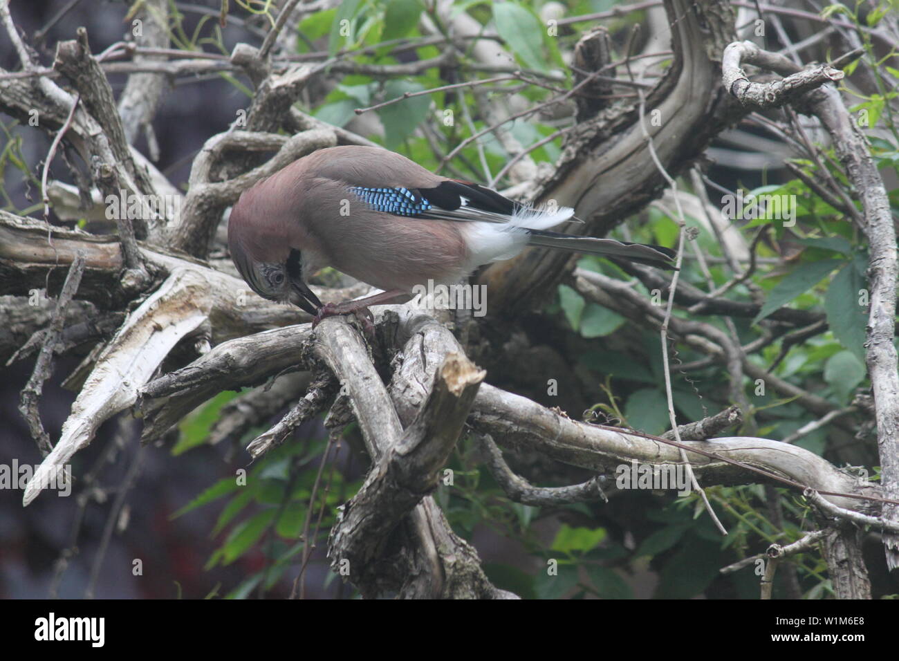 Jay bird uk garden hi-res stock photography and images - Alamy