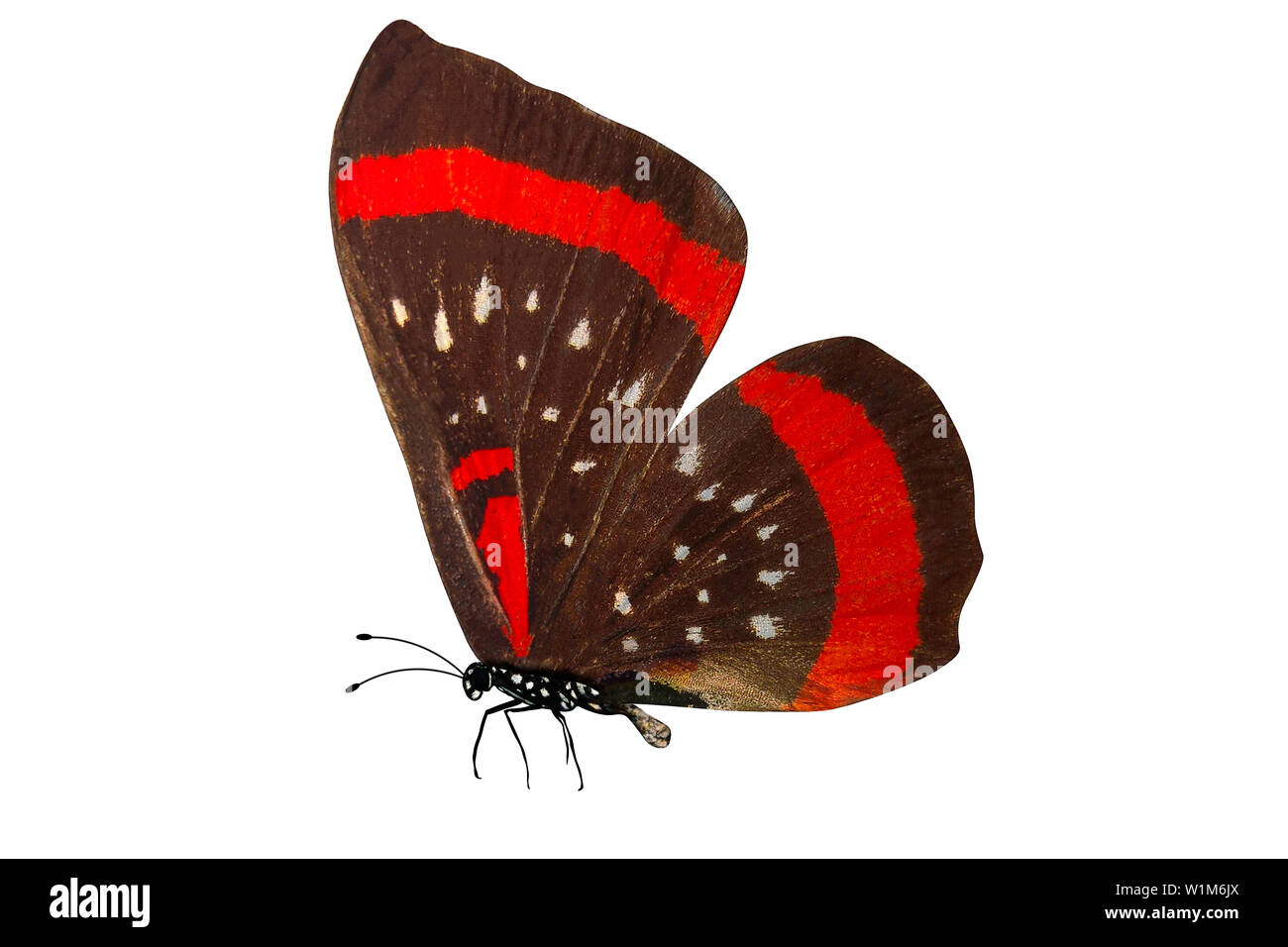 brown butterfly with red stripes Stock Photo - Alamy