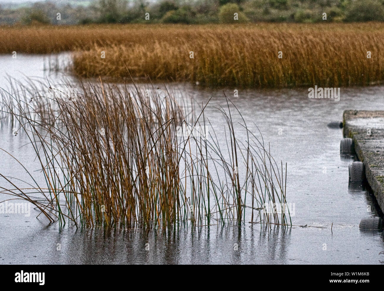 On the shore of Lough Derg, County Clare looking toward Holy Island ...