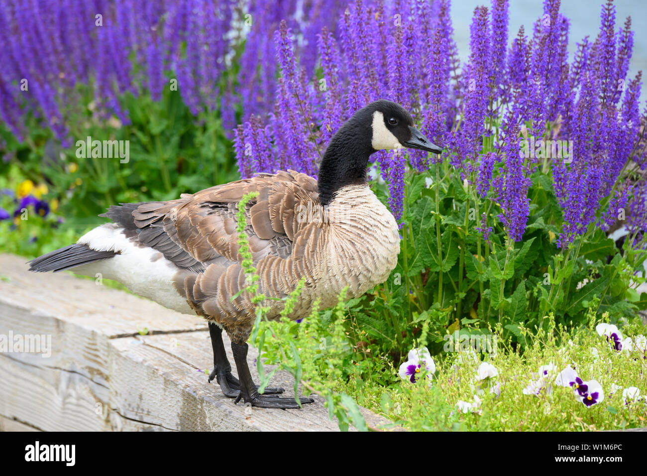 Purple bay hi-res stock photography and images - Alamy