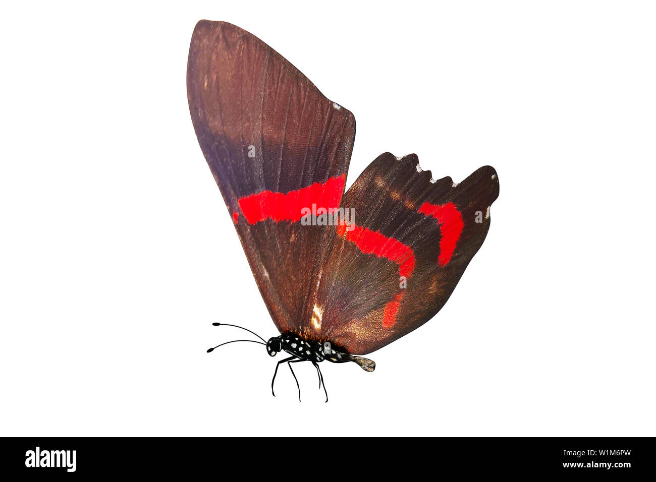 red butterfly. isolated on white background Stock Photo - Alamy