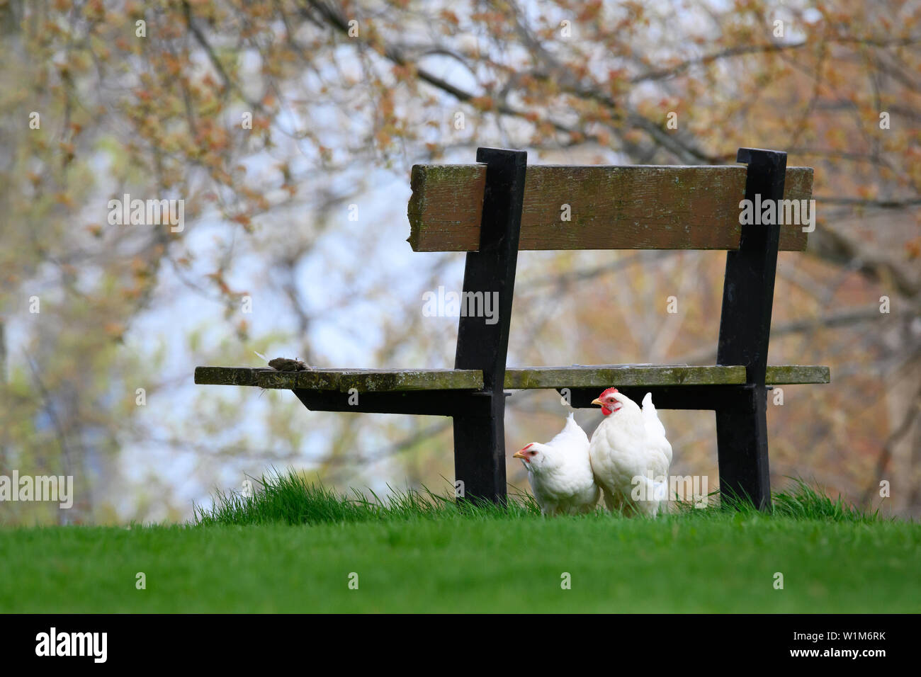 Domestic chickens hi-res stock photography and images - Alamy