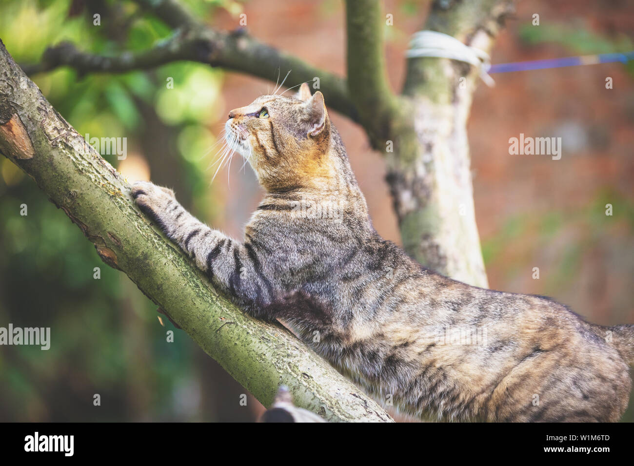 Cat in apple tree hi-res stock photography and images - Alamy