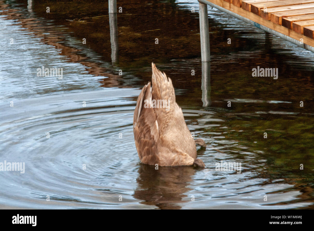 Jetty pier ducks hi-res stock photography and images - Alamy