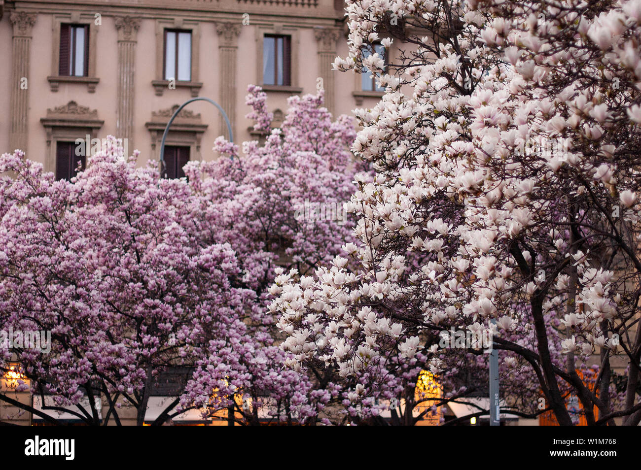 Magnolia flower italy hi-res stock photography and images - Alamy