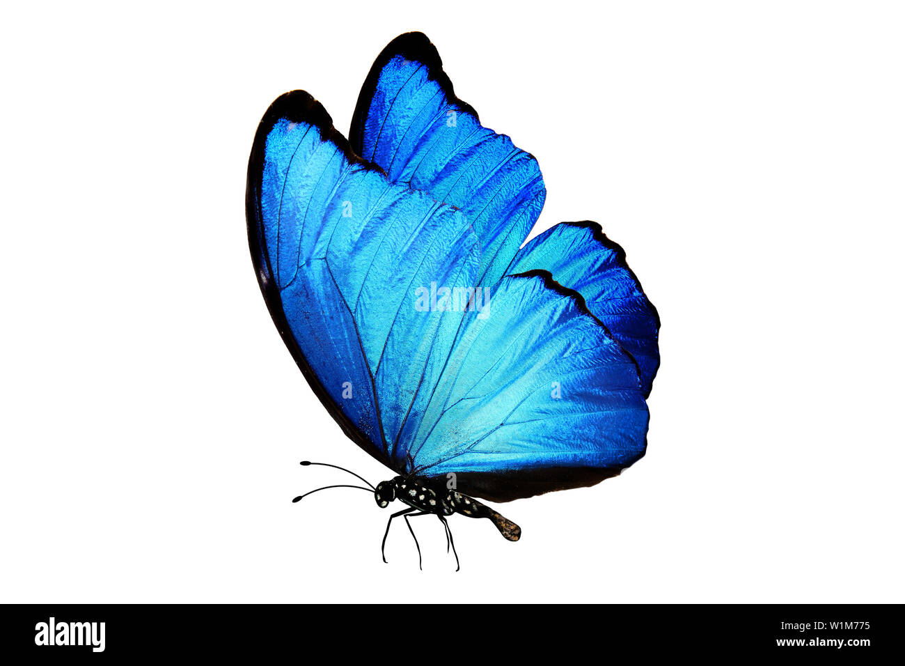 blue butterfly with legs and antennae. isolated on white background ...