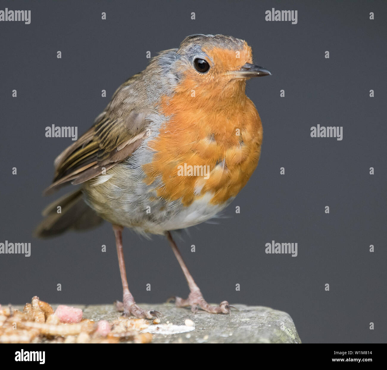 Juvenile European Robin (Erithacus rubecula Stock Photo - Alamy