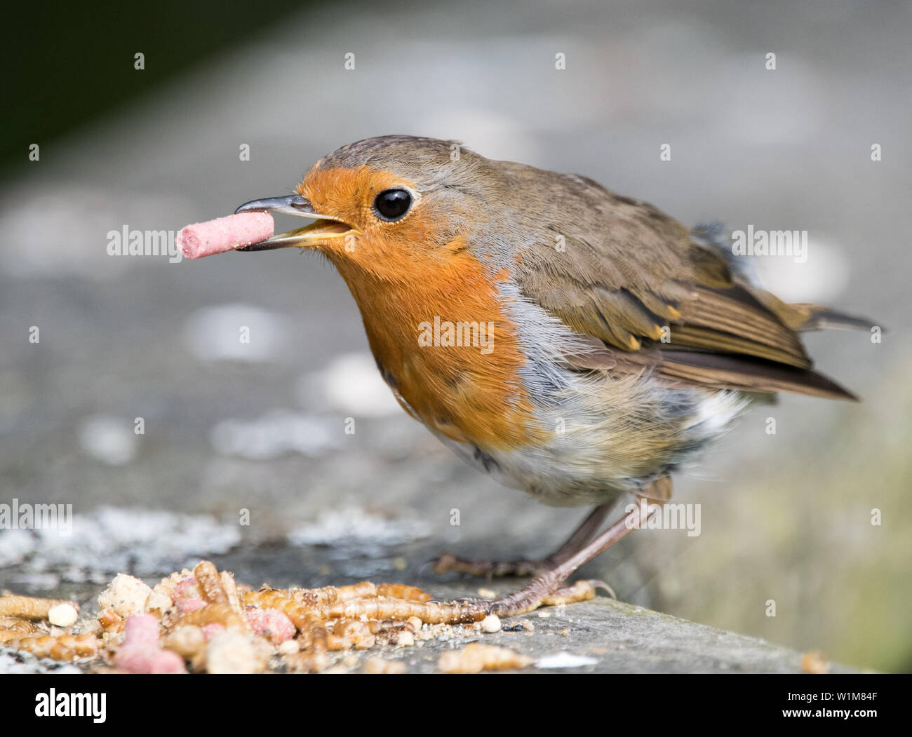 Juvenile robin food hi-res stock photography and images - Alamy
