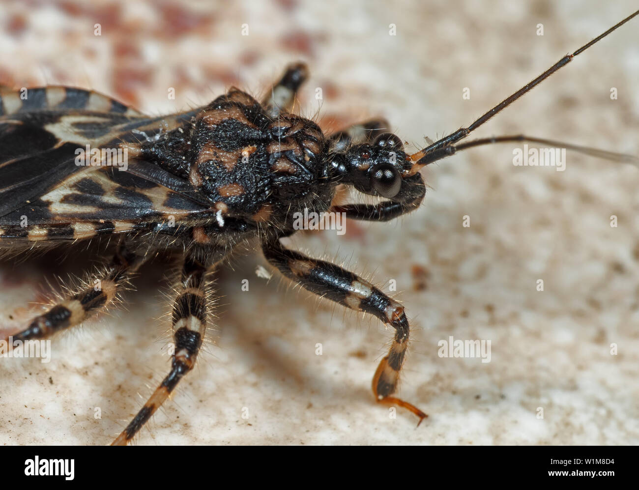 Macro Photography of Assassin Bug on The Floor Stock Photo - Alamy