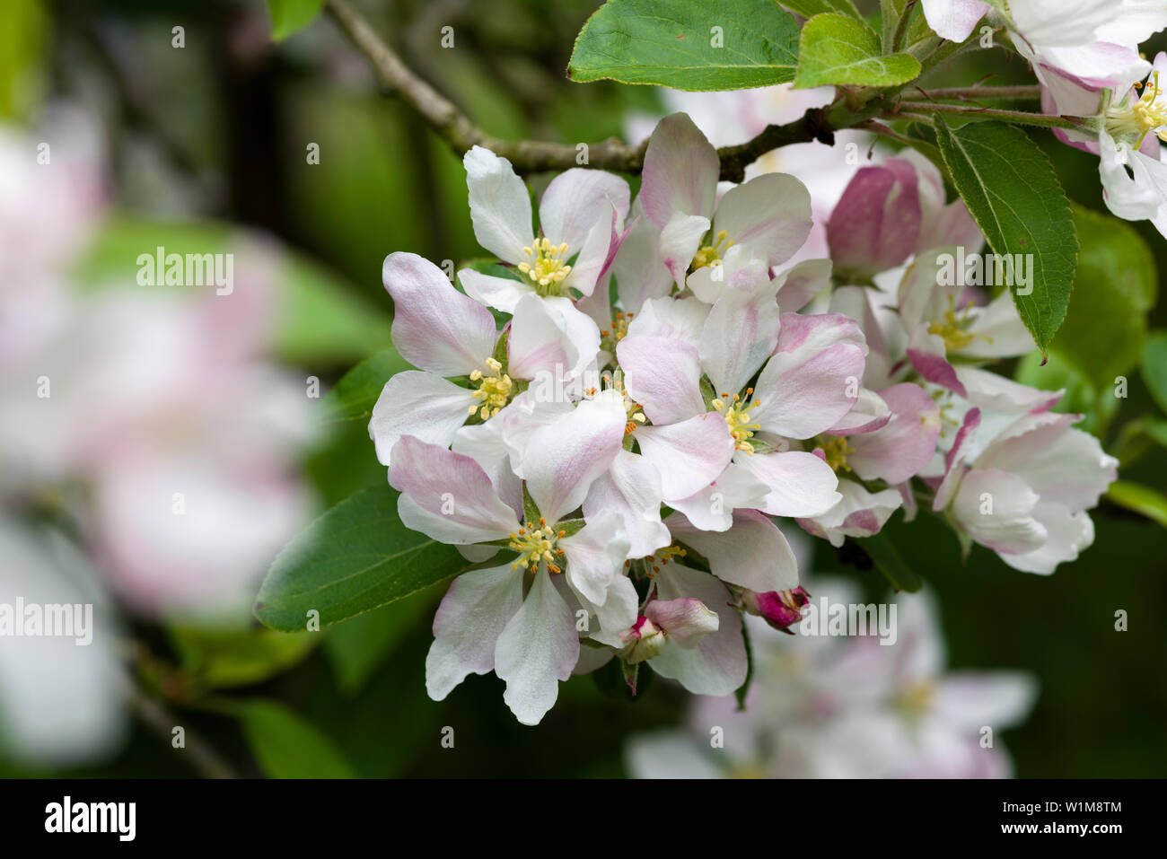 European Crab Apple (Malus sylvestris) blossom in spring in a woodland ...