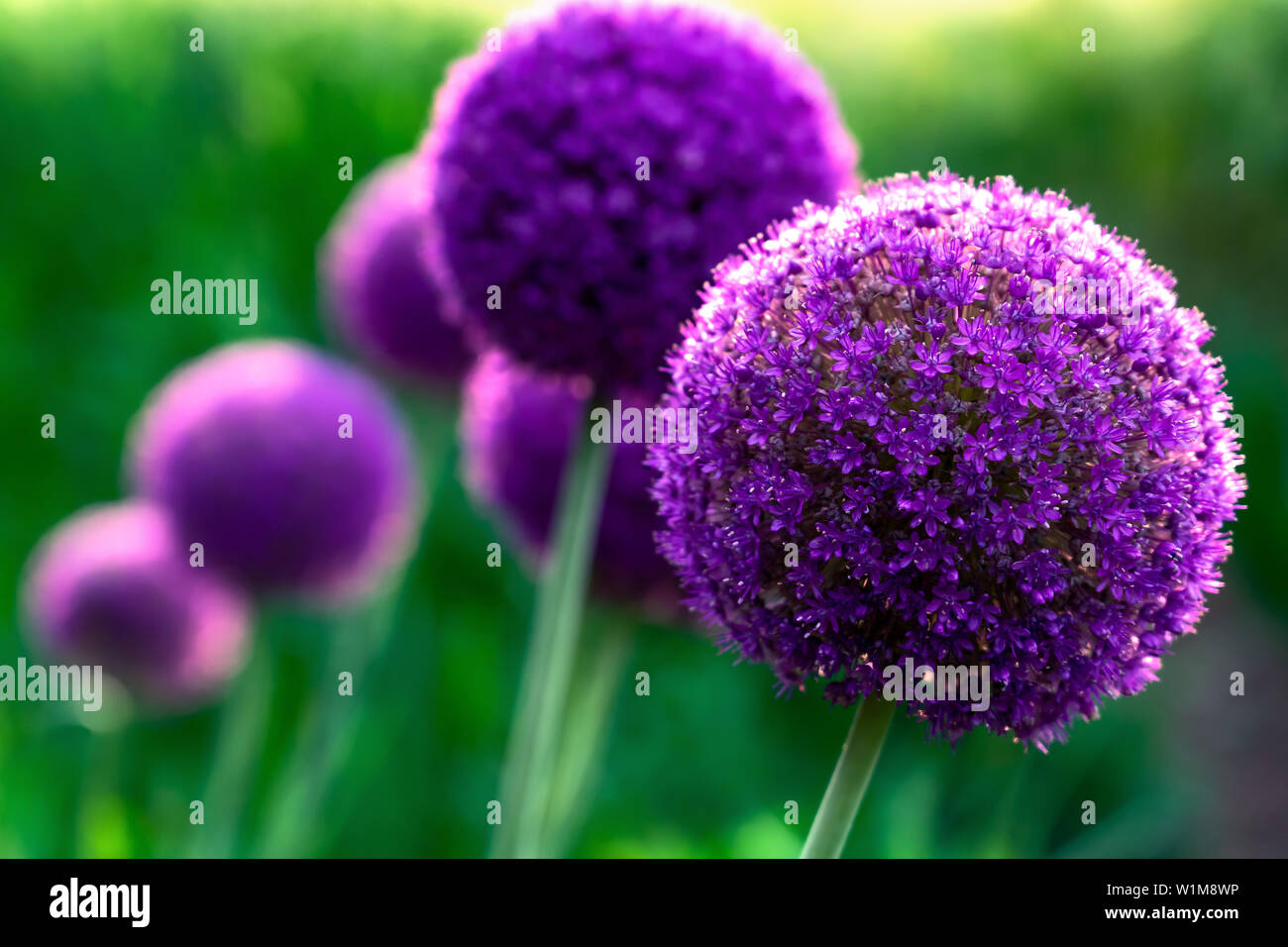 Giant violet Onion (Allium Giganteum) flowers blooming Stock Photo - Alamy
