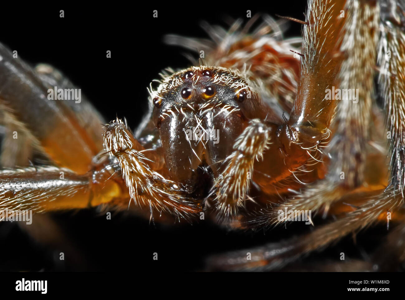 Macro Photography of Head of Spider are on the Web Isolated on Black ...