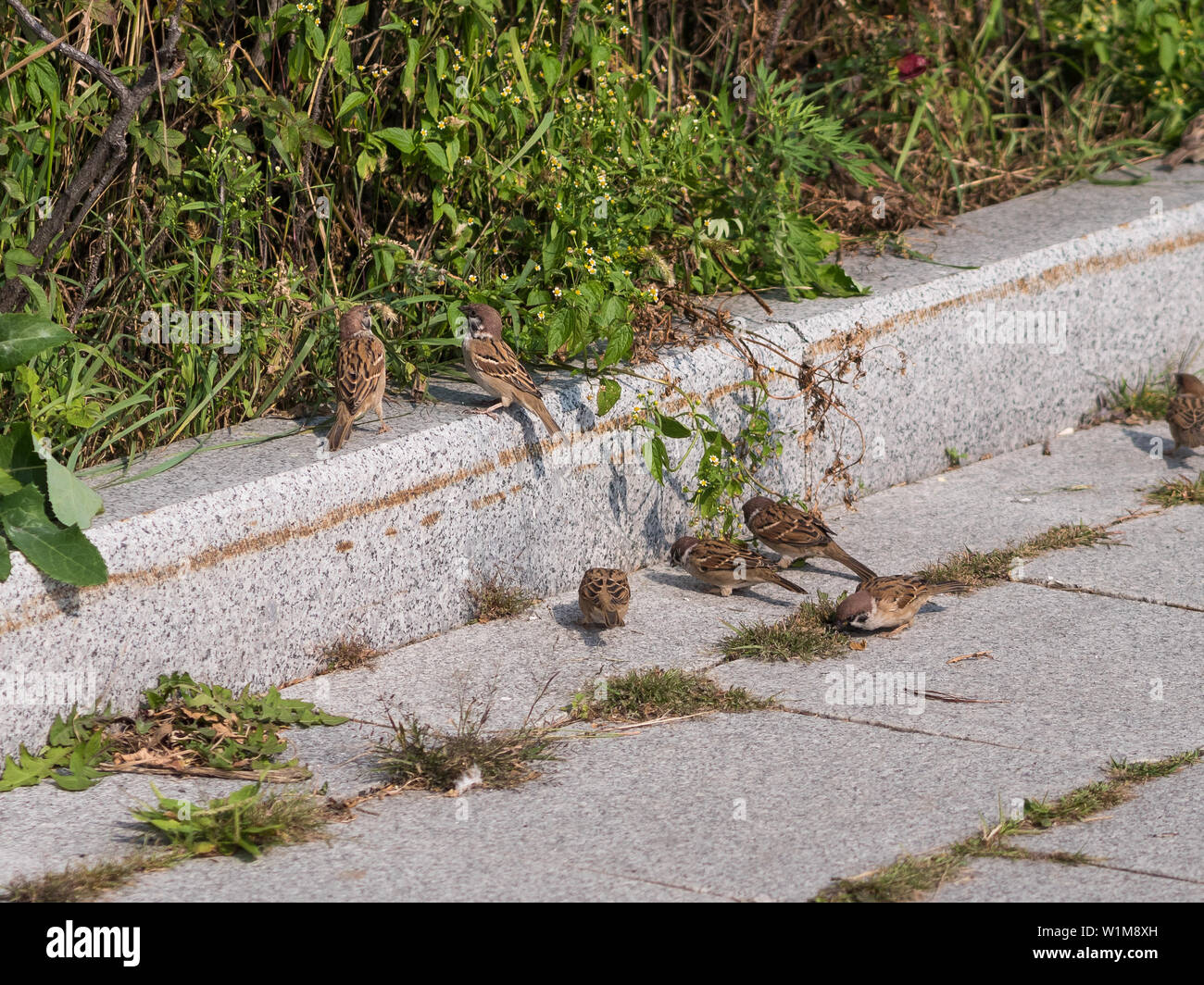 Street sparrow hi-res stock photography and images - Alamy