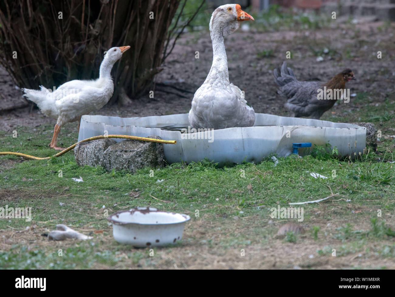 Military geese hi-res stock photography and images - Alamy