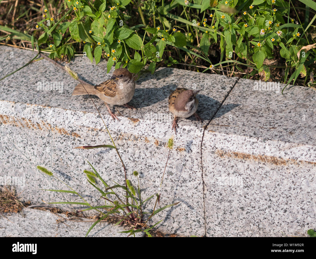 Street sparrow hi-res stock photography and images - Alamy