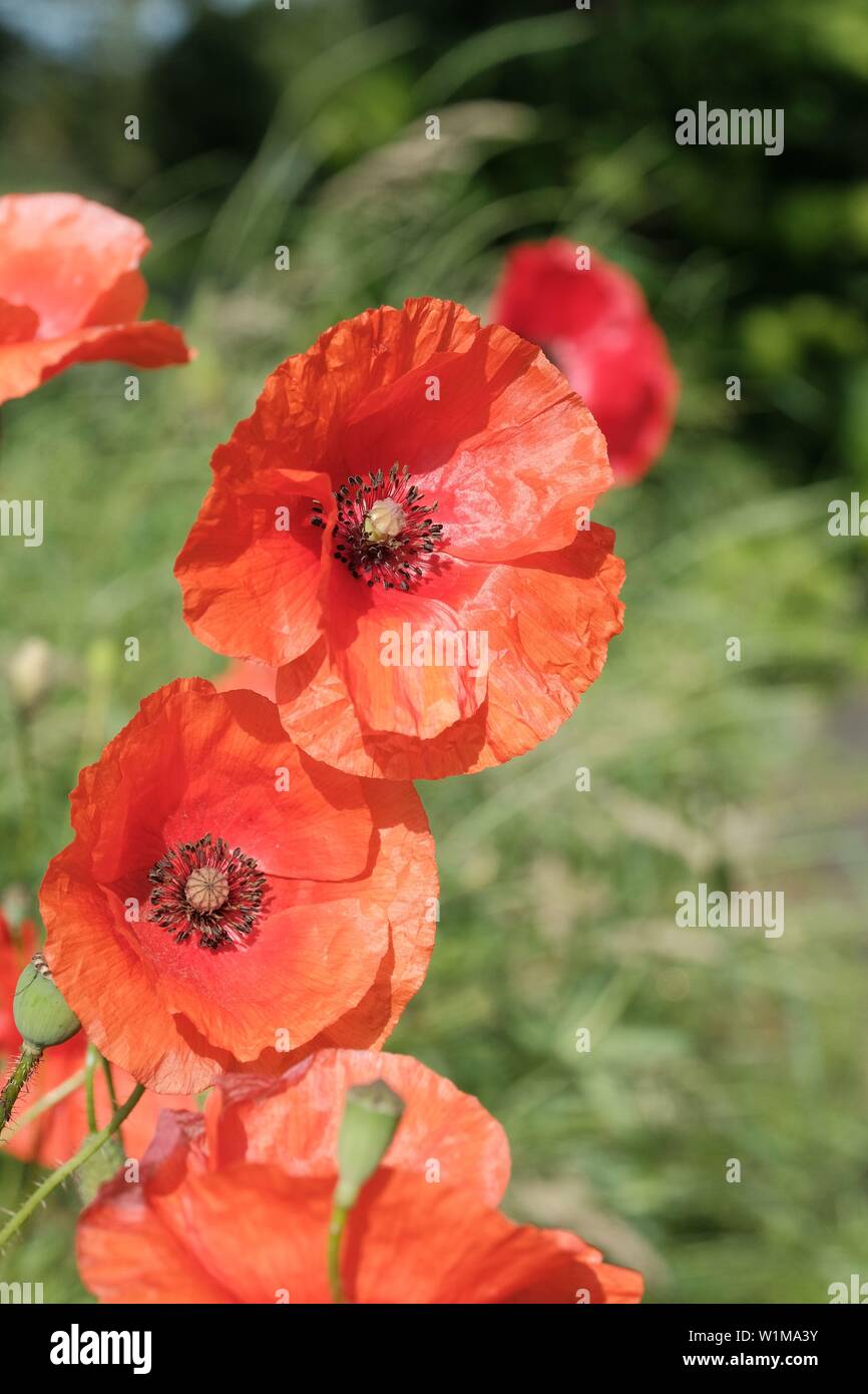 Remembrance Poppy, Red Poppies Stock Photo - Alamy