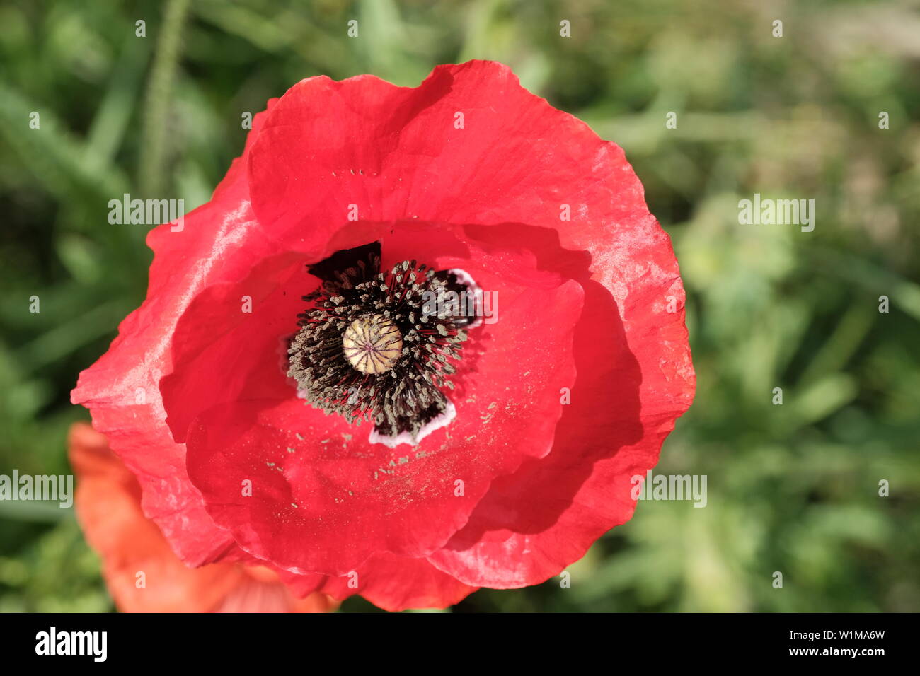 Remembrance Poppy, Red Poppies Stock Photo - Alamy