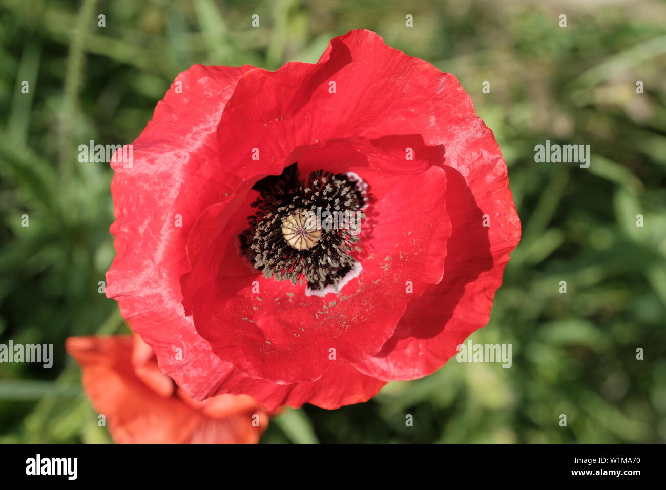 Remembrance Poppy, Red Poppies Stock Photo - Alamy