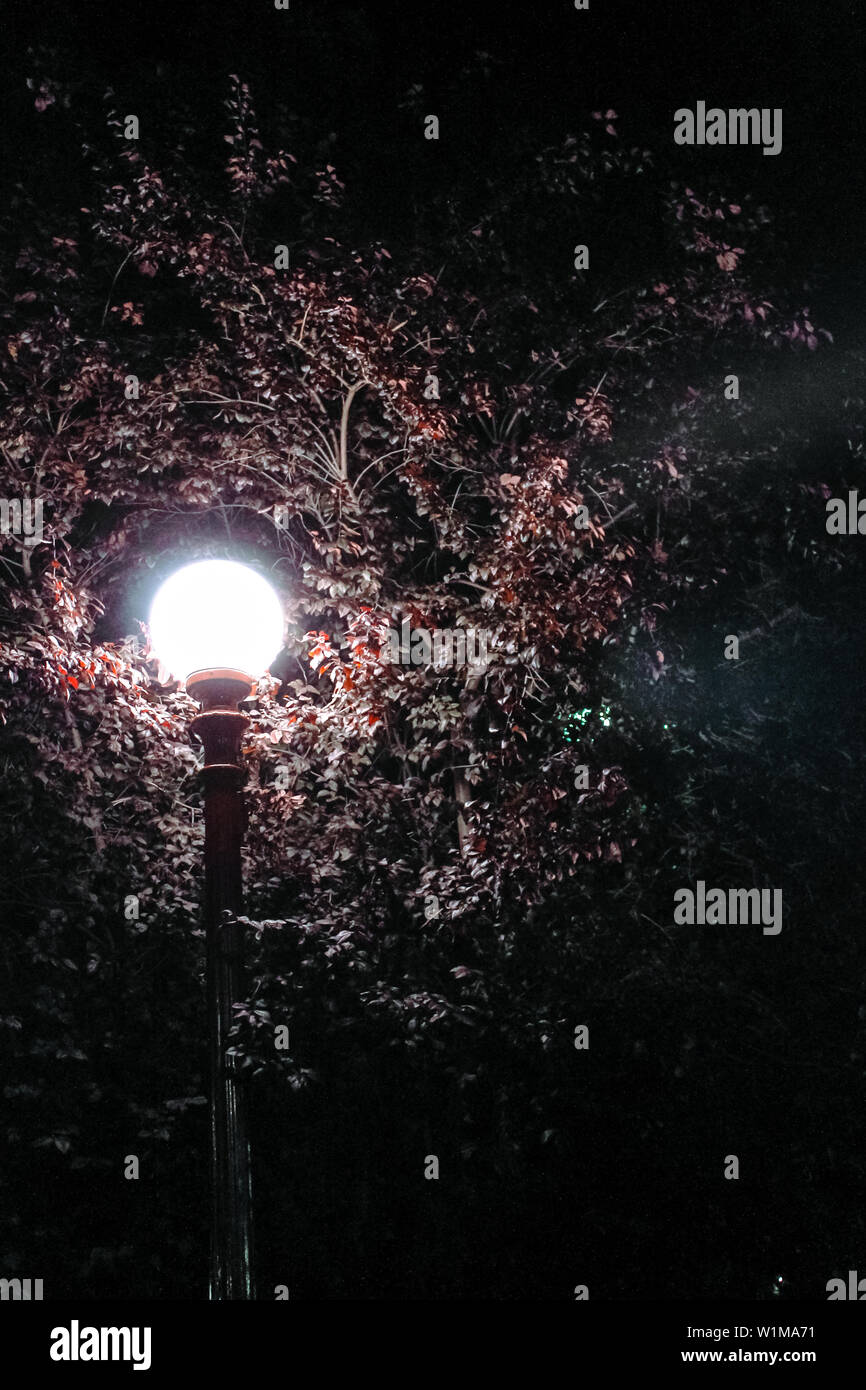 Lighting up oak trees hi-res stock photography and images - Alamy