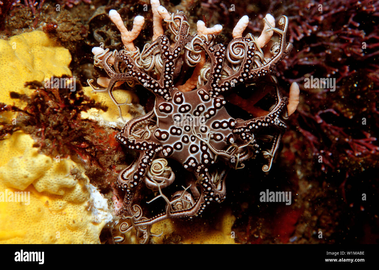 Basket star, Astrocladus euryale, South Africa, Tsitsikamma National ...