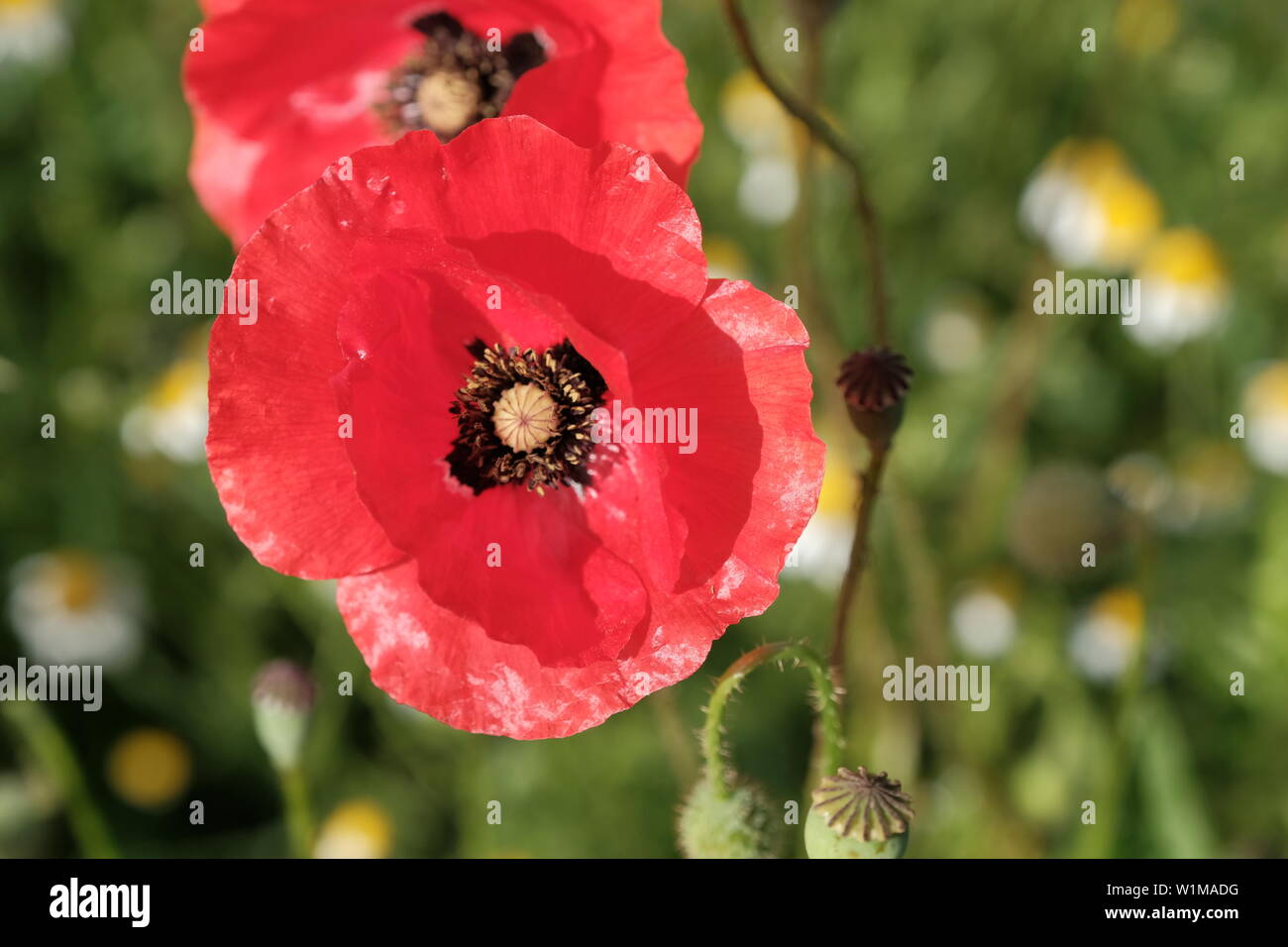 Remembrance Poppy, Red Poppies Stock Photo - Alamy
