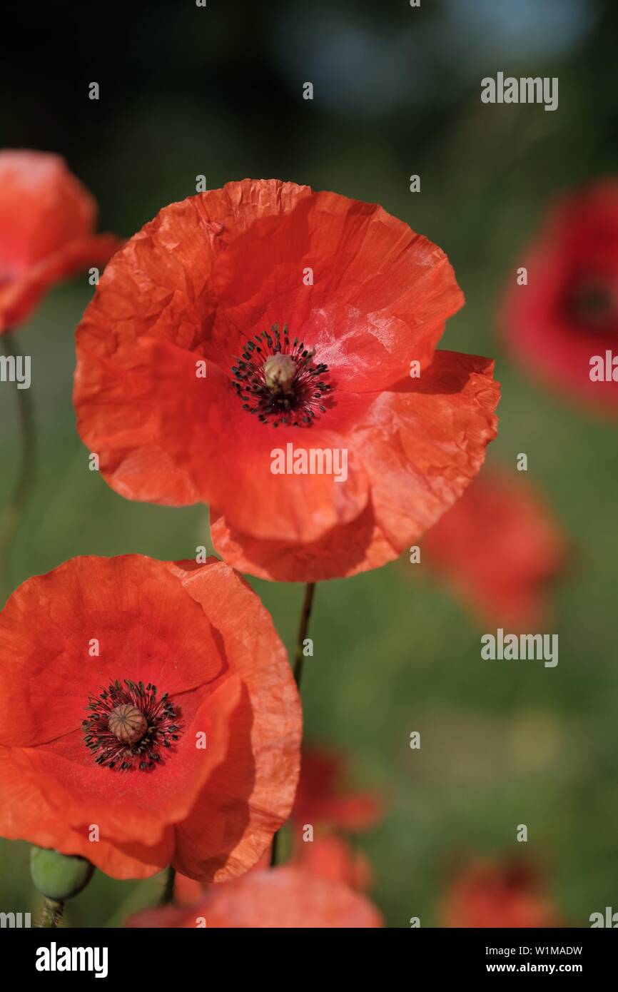 Ww2 poppy fields hi-res stock photography and images - Alamy