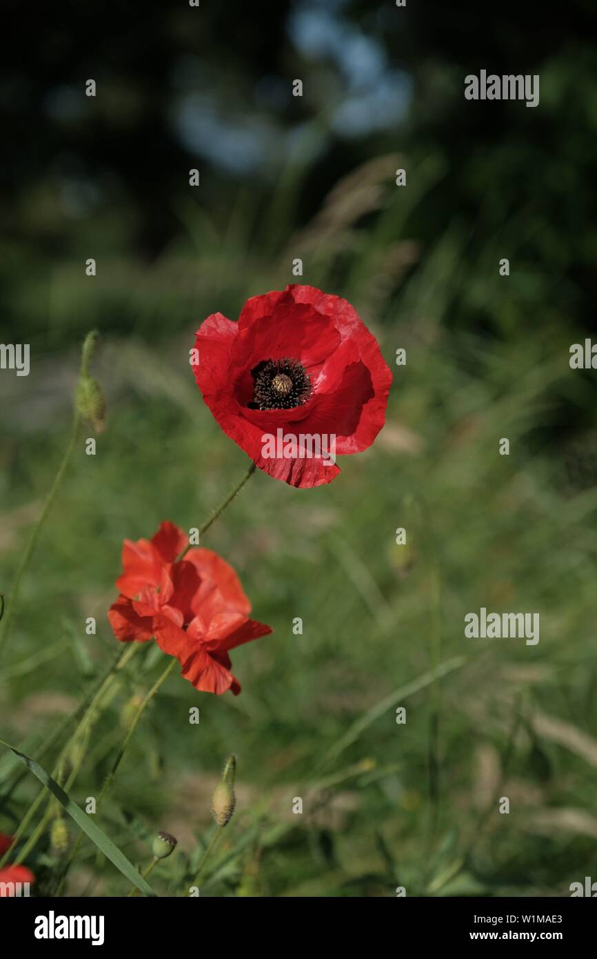 Remembrance Poppy, Red Poppies Stock Photo - Alamy
