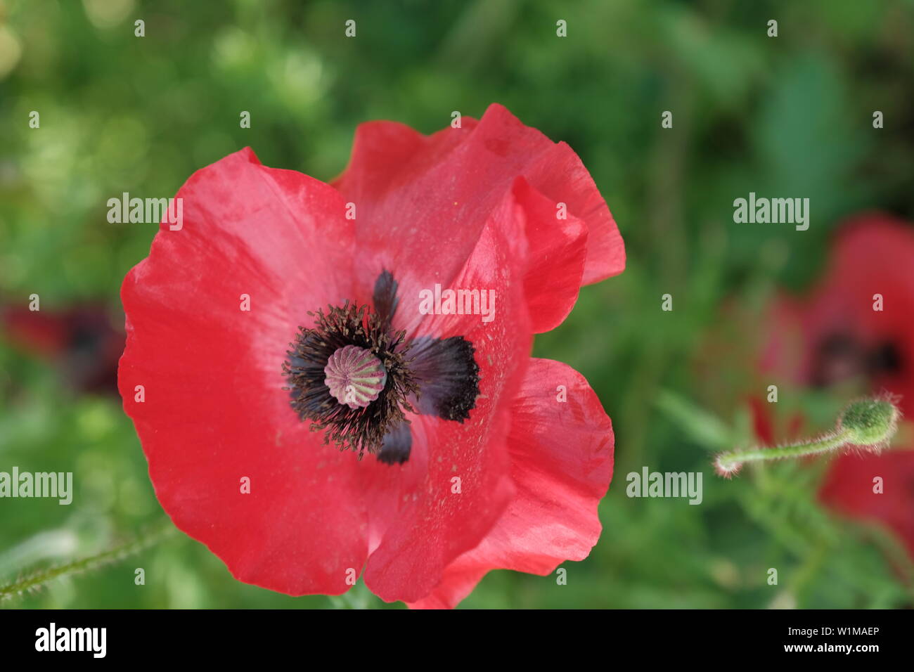 Remembrance Poppy, Red Poppies Stock Photo - Alamy