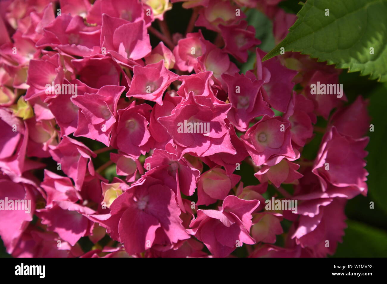 Bright hydrangea hi-res stock photography and images - Alamy