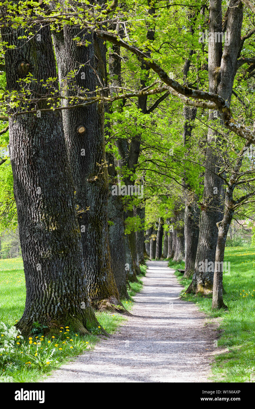 Oak allee hi-res stock photography and images - Alamy