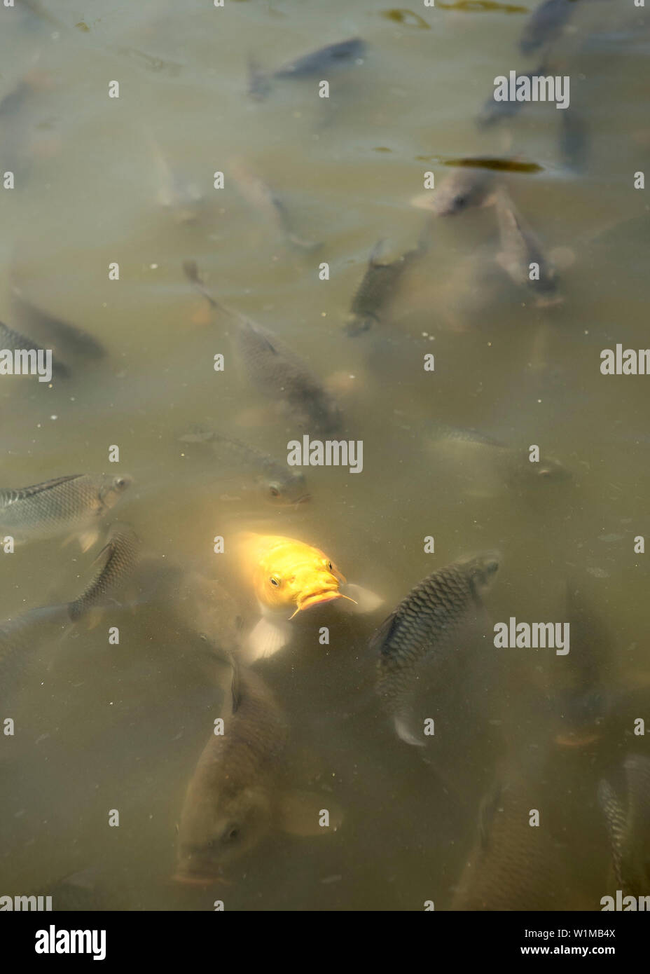 koi carp swimming in a crowded fish pond in a Chinese tourist village ...